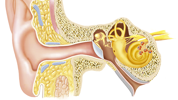 What causes tinnitus?