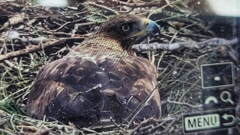 Shot, rehabilitated and now a parent - This is hawk-eagle Salem's story
