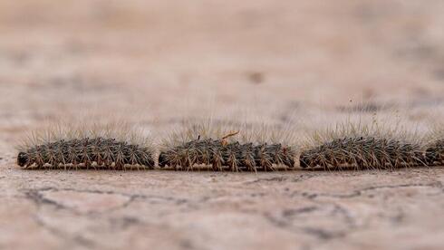 Rare pine processionary parade captured on film in southern Israel