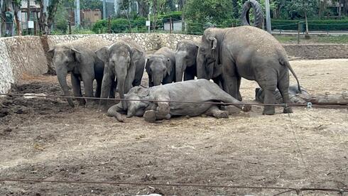 Elephant herd helped 66-year-old matriarch Varda stand until her death