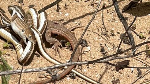 Lizard vs. snake in battle to the death