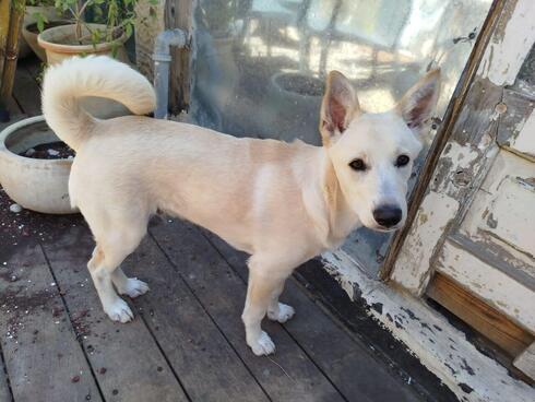 These are the war-themed names Israelis are giving their dogs