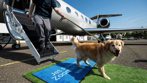כמה עולה טיסה לכלב? הכירו את בארק אייר