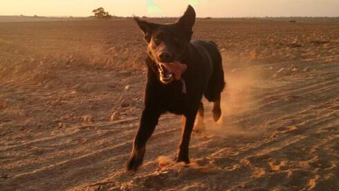 Dog that saved family in Be'eri in massacre, has died