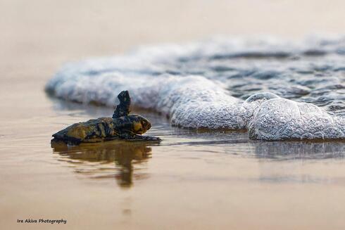Enjoy Israel's beautiful nature in photographs