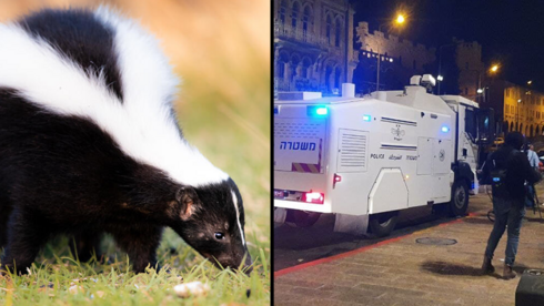 Skunk in nature versus the police riot-control tool