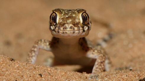 Animals suffer stress, anxiety during war, study shows