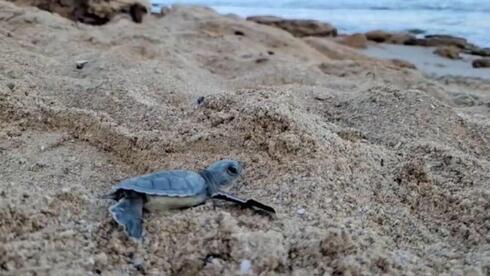 War can't stop nature: record number of sea turtles hatch in Israel