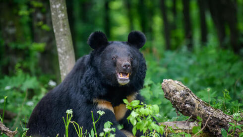 Israeli lost in bear-infested forest in Japan climbs tree to avoid wild ...