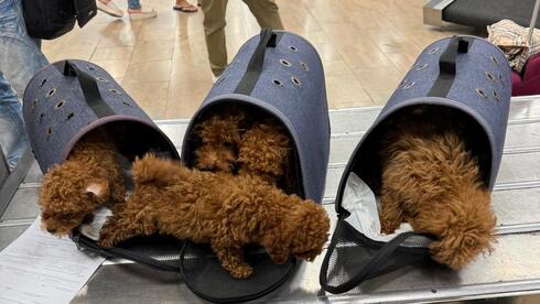 Man nabbed smuggling toy poodle puppies into Israel