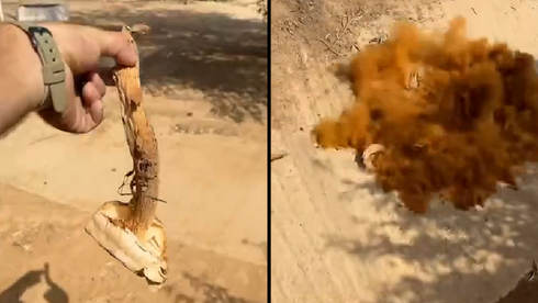 The science behind Israel's exploding mushrooms