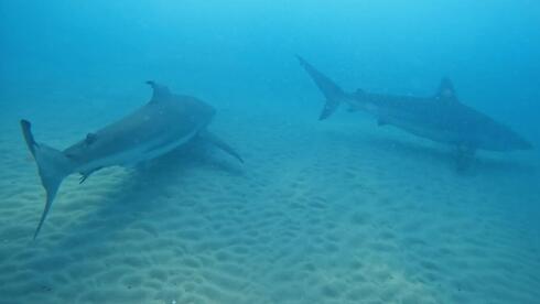 A shiver of sharks gather in Mediterranean waters of central Israel