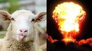 Radioactive sheep said to prove Israel conducted illegal nuclear test