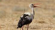 Stork with hunter's arrow jabbed into it flies out of Africa, over Israel