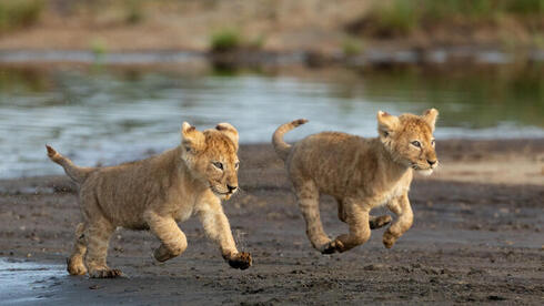 How many lions are left in the world?