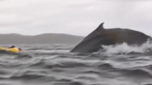 A humpback whale briefly swallows kayaker in Chilean Patagonia | watch