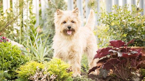 Study declares Cairn Terrier the world's most beautiful dog breed