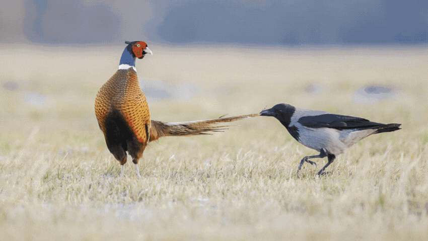 Природа и животные | Страница 5 | WarOnline.org | Израильский Военно-Исторический Форум