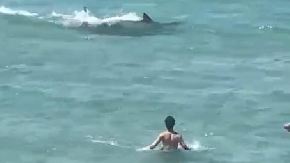 Sharks spotted near swimmers on Israeli shore