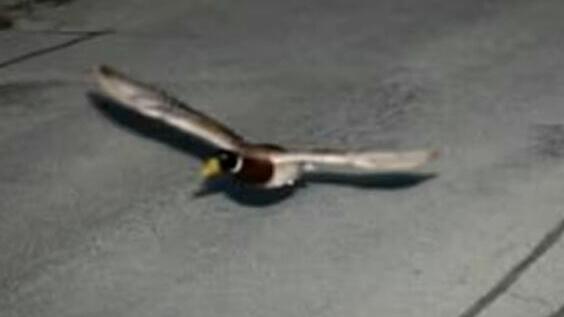 Swiss speed camera captures duck flying at 52 km/hr