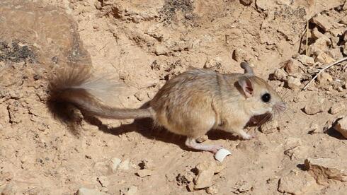 Rare bushy-tailed jird spotted in Dead Sea reserve