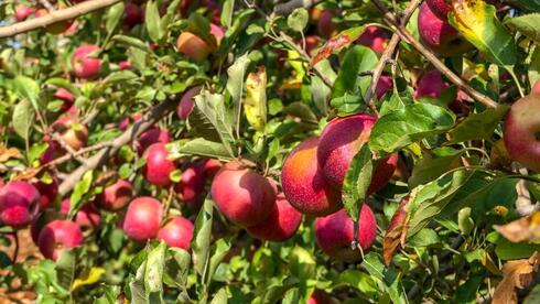From apple cores to cures: Israeli breakthrough turns waste into ...