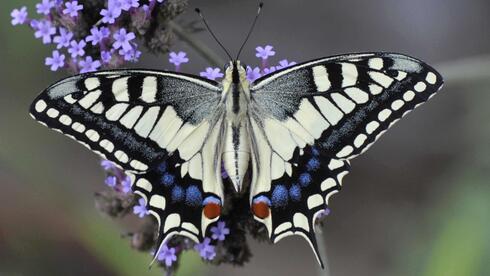 Butterfly census reveals species shifts tied to drought, host plants