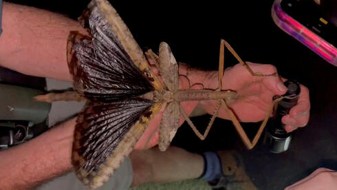 אמאל'ה!!! התגלה חרק ענק באורך 40 ס"מ | תיעוד