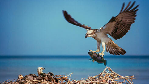 Rare bird photography exhibition highlights Red Sea island’s fragile ...