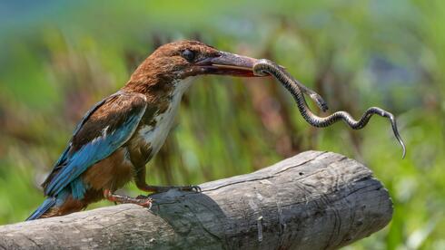 Kingfisher caught on camera devouring snake in a Tel Aviv park