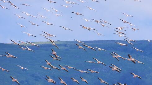 The great migration over Hula lake: Hundreds of thousands of birds fly ...