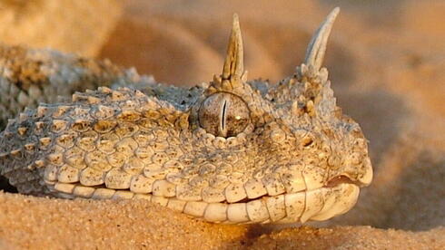 Israel’s wild animals crowned with horns: from deer and snakes to ...